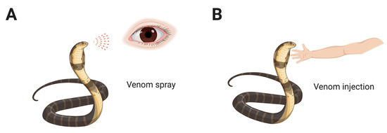 Venom Ophthalmia and Ocular Complications Caused by Snake Venom