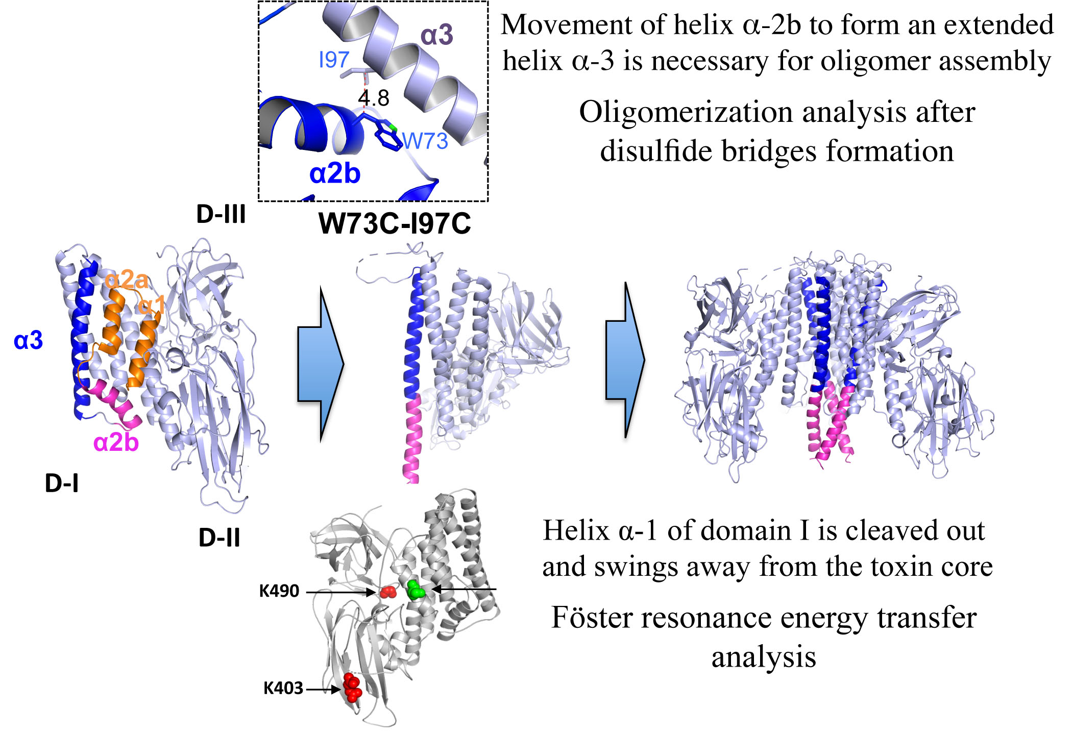 Toxins | Free Full-Text | Rearrangement of N-Terminal α-Helices of ...