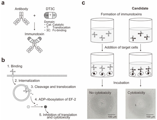 Immunotoxin Screening System: A Rapid and Direct Approach to Obtain ...