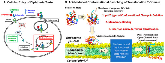 Structure of the Diphtheria Toxin at Acidic pH: Implications for the ...