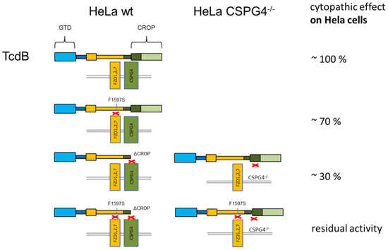 Receptor Binding Domains of TcdB from Clostridioides difficile for ...