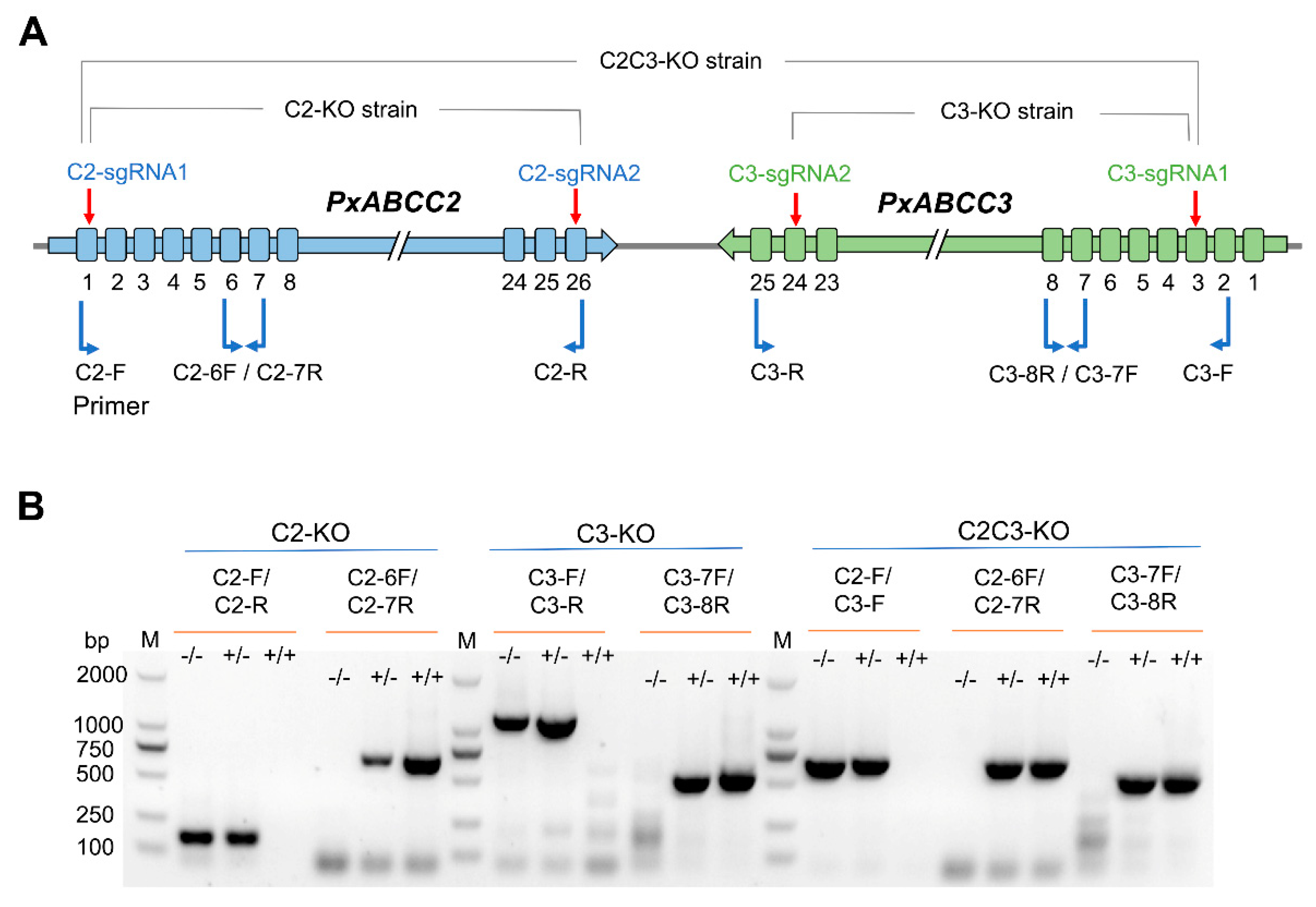 Independent and Synergistic Effects of Knocking out Two ABC Transporter ...
