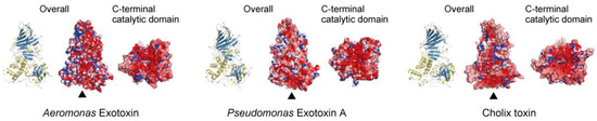 Cell Death Signaling Pathway Induced by Cholix Toxin, a Cytotoxin and ...