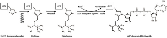 Cell Death Signaling Pathway Induced by Cholix Toxin, a Cytotoxin and ...