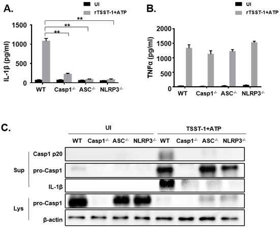 Toxic Shock Syndrome Toxin 1 Induces Immune Response via the Activation ...