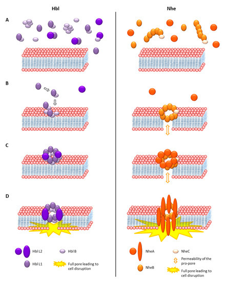 The Food Poisoning Toxins of Bacillus cereus
