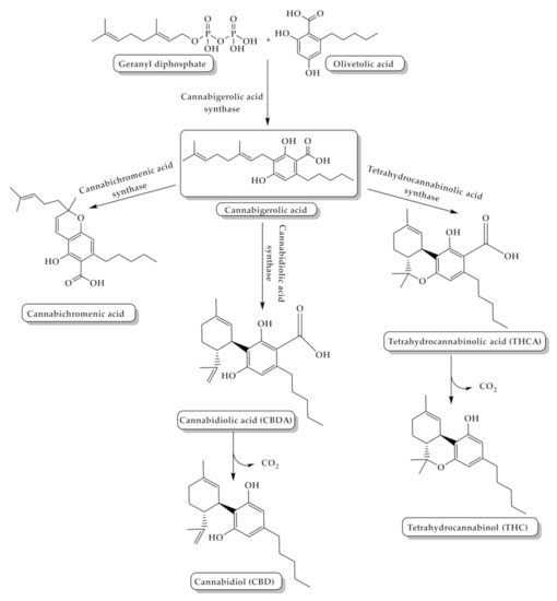 Cannabis: A Toxin-Producing Plant with Potential Therapeutic Uses