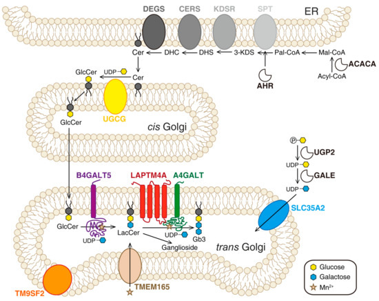 Shiga Toxins: An Update on Host Factors and Biomedical Applications