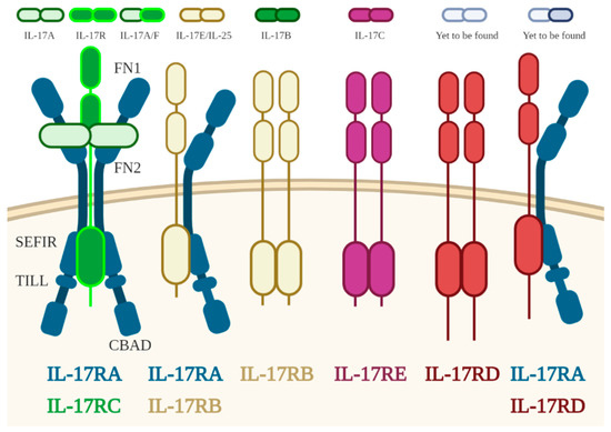 The Roles of IL-17, IL-21, and IL-23 in the Helicobacter pylori ...