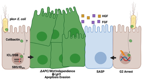Shining a Light on Colibactin Biology