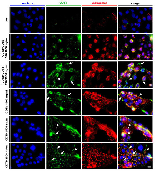 Characterization and Pharmacological Inhibition of the Pore-Forming ...