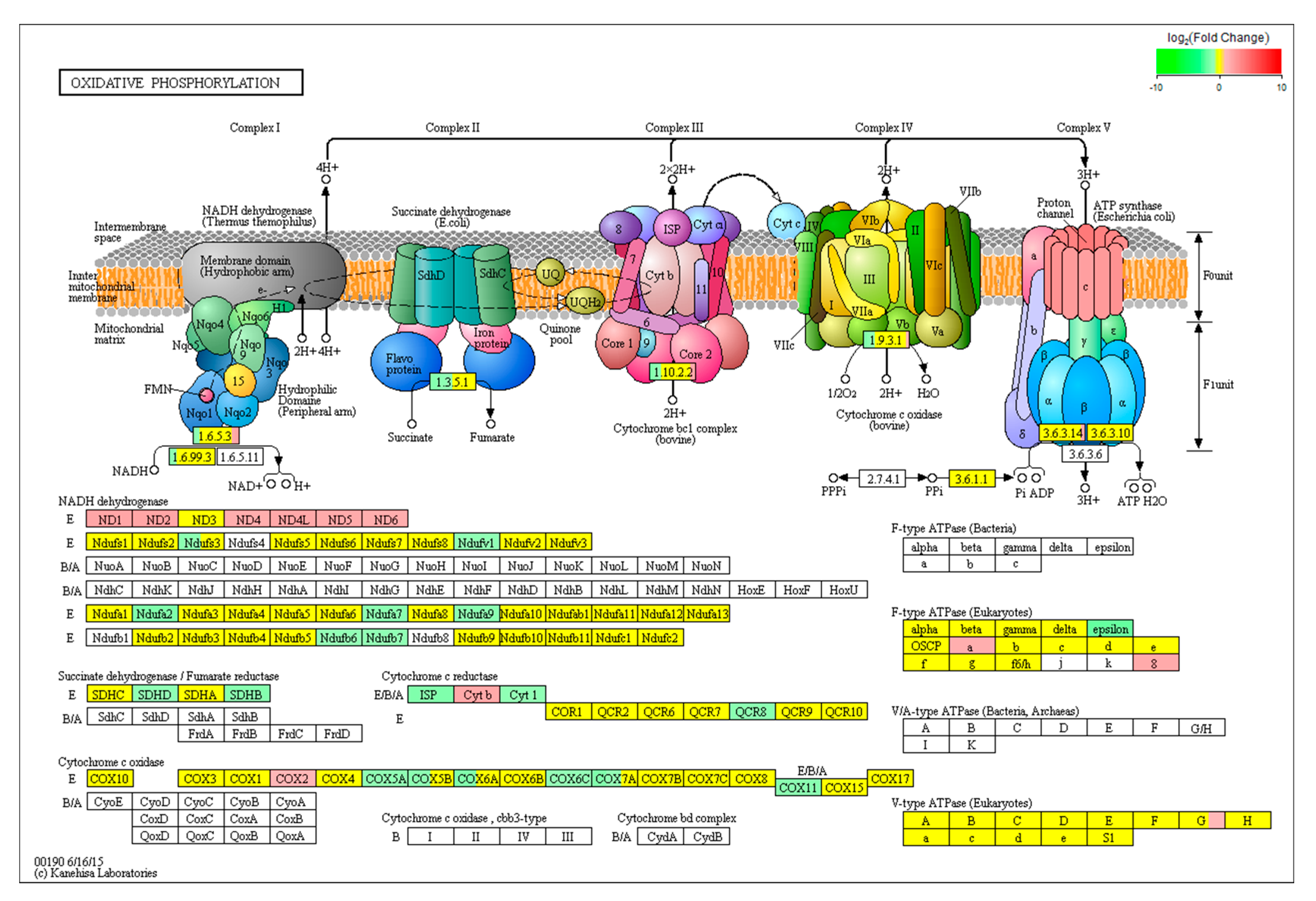 Transcriptional Profiling of Aflatoxin B1-Induced Oxidative Stress and ...