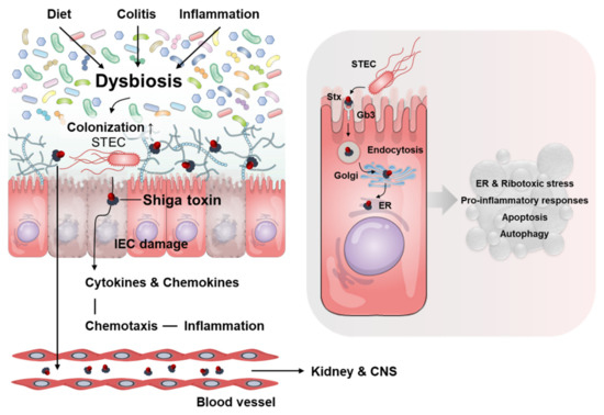 Escherichia coli Shiga Toxins and Gut Microbiota Interactions