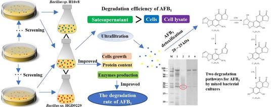 Toxins | Free Full-Text | Co-Cultivation of Two Bacillus Strains for ...