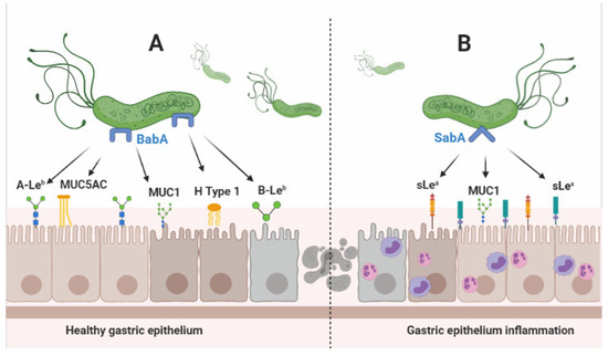 Helicobacter pylori BabA–SabA Key Roles in the Adherence Phase: The ...