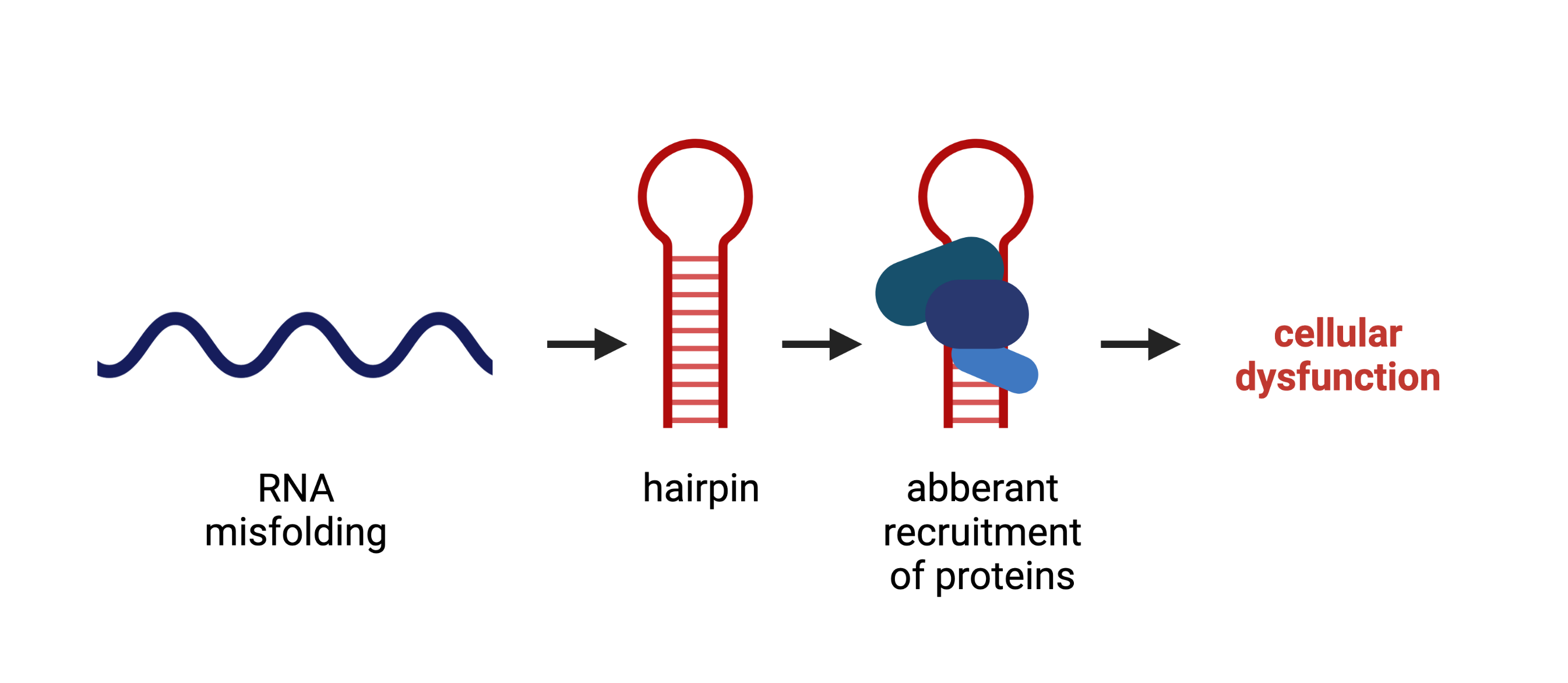Toxins | Free Full-Text | Huntingtin and Its Role in Mechanisms of RNA ...