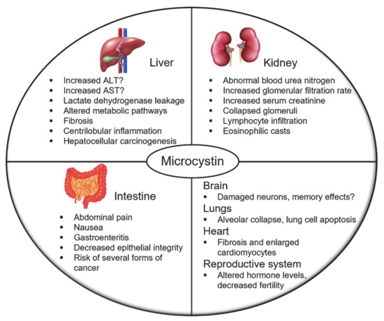 Microcystin Toxicokinetics, Molecular Toxicology, and Pathophysiology ...