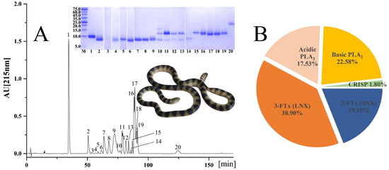 Venom of the Annulated Sea Snake Hydrophis cyanocinctus: A ...