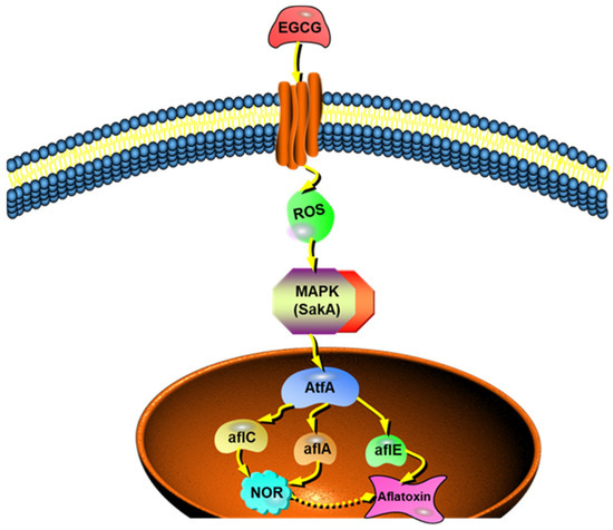 EGCG Alleviates Oxidative Stress and Inhibits Aflatoxin B1 Biosynthesis ...