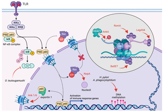 Undercover Agents of Infection: The Stealth Strategies of T4SS-Equipped ...