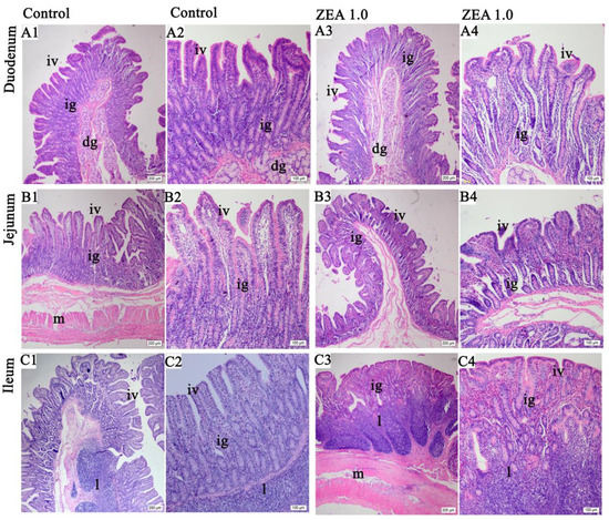 Jejunum Vs Ileum Histology