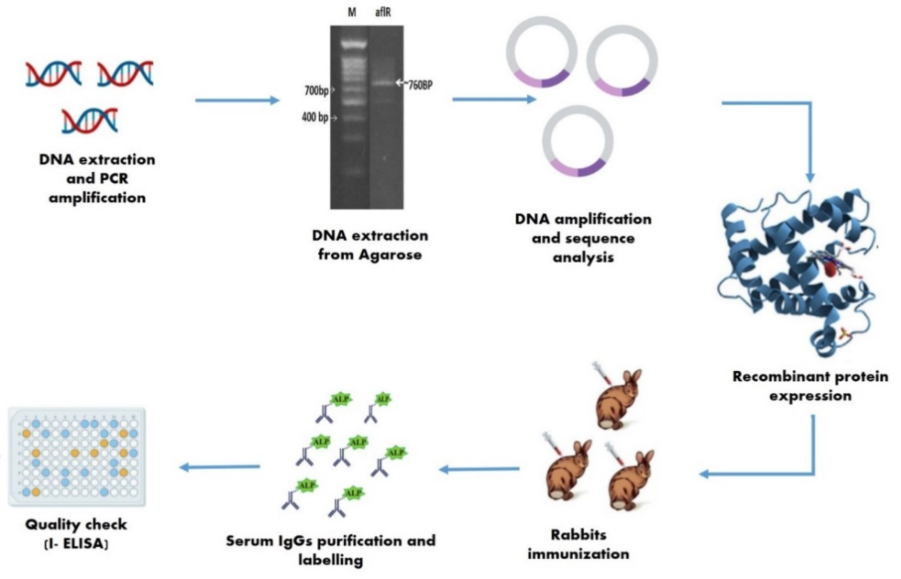 Validation of New ELISA Technique for Detection of Aflatoxin B1 Contamination in Food Products ...