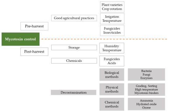 Microbiological Decontamination of Mycotoxins: Opportunities and ...