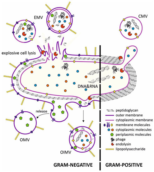 Cholera Bacteria Structure