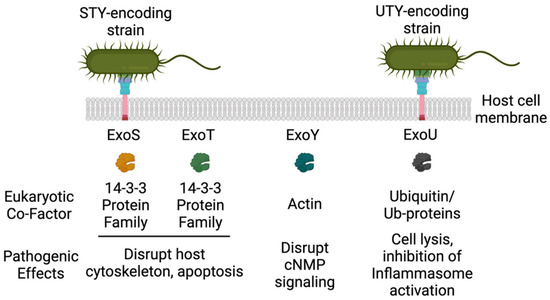 Perspectives on the Pseudomonas aeruginosa Type III Secretion System ...