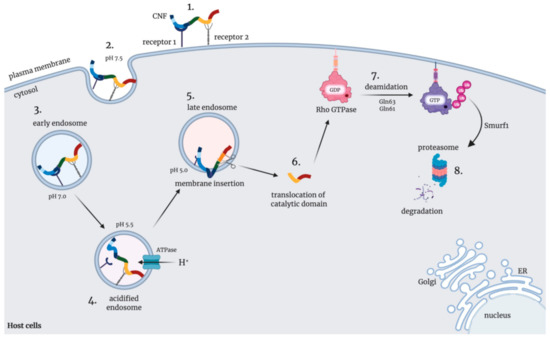 The Cytotoxic Necrotizing Factors (CNFs)—A Family of Rho GTPase-Activating Bacterial Exotoxins
