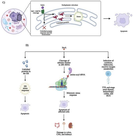 AB5 Enterotoxin-Mediated Pathogenesis: Perspectives Gleaned from Shiga ...