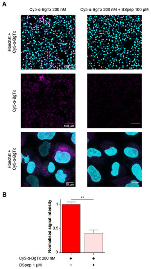 Chemical Synthesis of a Functional Fluorescent-Tagged α-Bungarotoxin