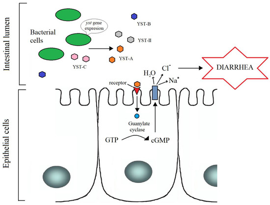 Toxigenic Properties of Yersinia enterocolitica Biotype 1A