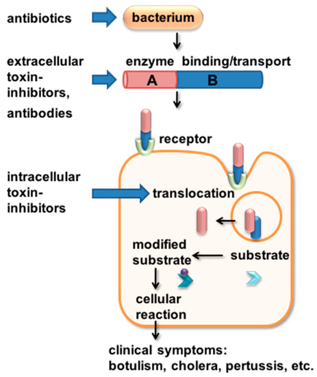 Novel Strategies to Inhibit Pertussis Toxin