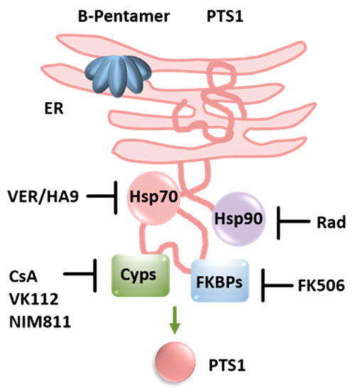 Novel Strategies to Inhibit Pertussis Toxin