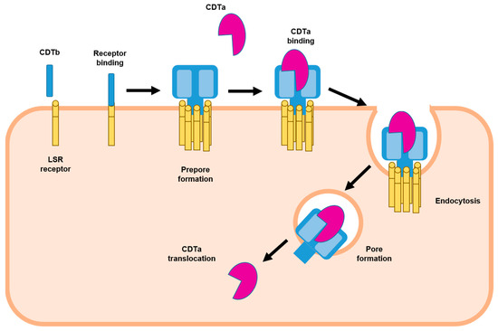 An Update on Clostridioides difficile Binary Toxin