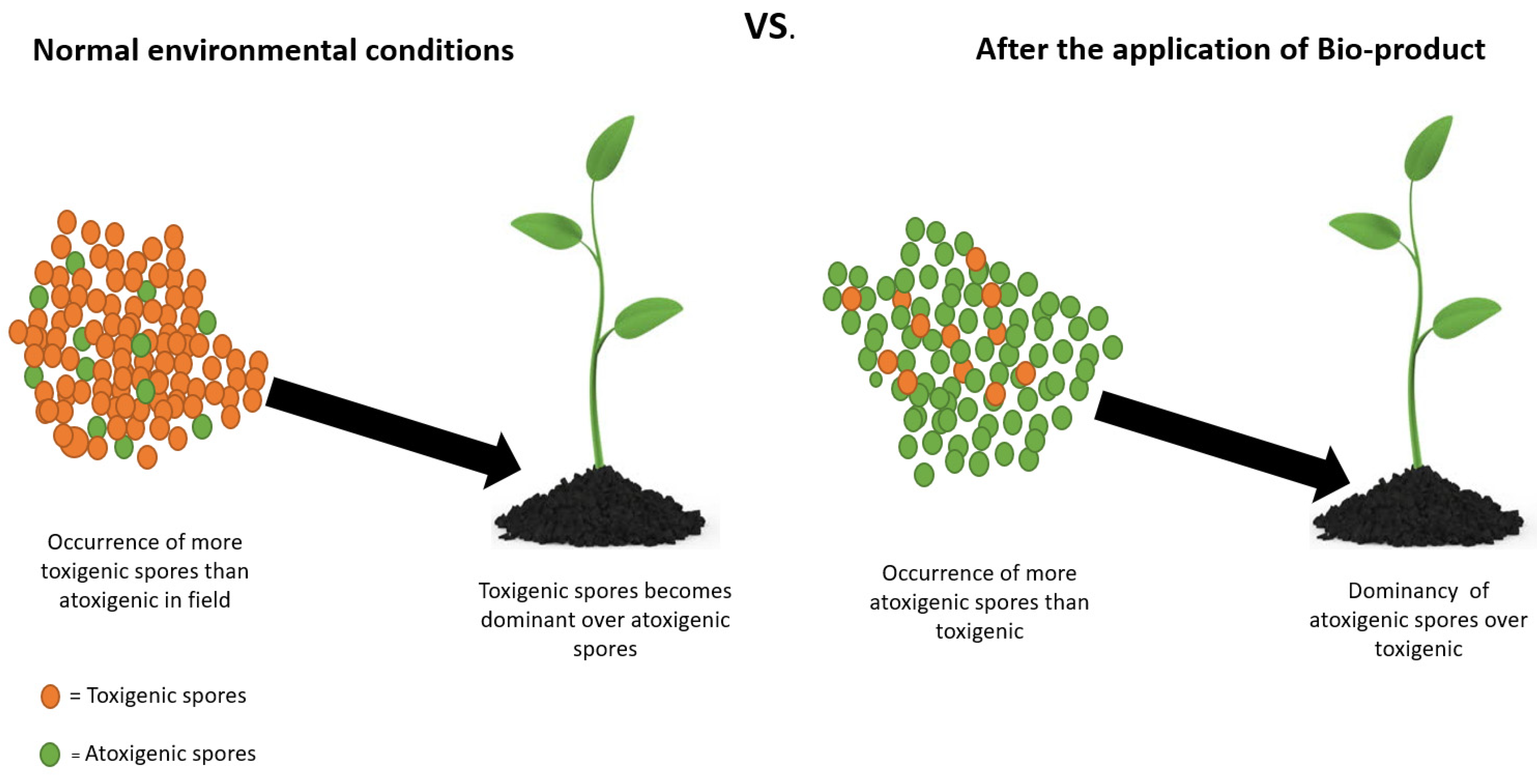 Aflatoxin Contamination, Its Impact and Management Strategies: An ...