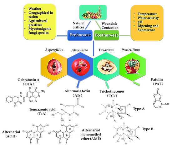Contamination, Detection and Control of Mycotoxins in Fruits and Vegetables