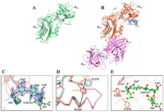 Structural Features of Clostridium botulinum Neurotoxin Subtype A2 Cell ...