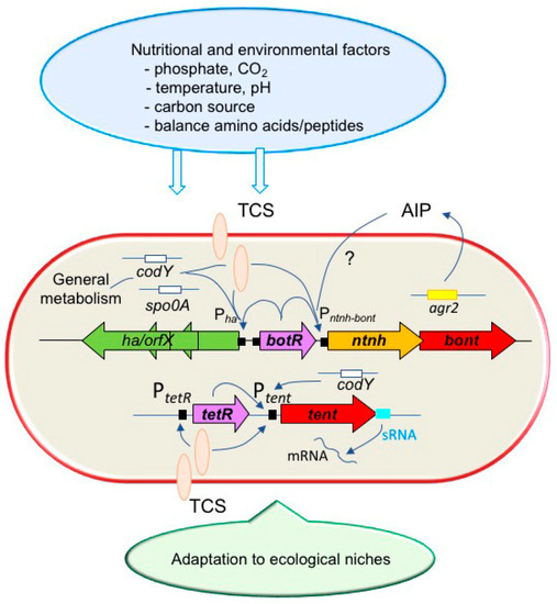 Regulatory Networks Controlling Neurotoxin Synthesis in Clostridium ...