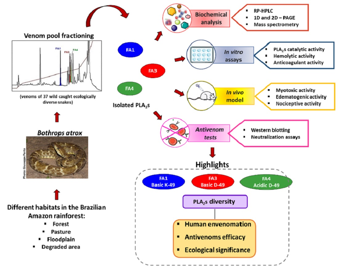 Toxins | Free Full-Text | Diversity of Phospholipases A2 from Bothrops ...