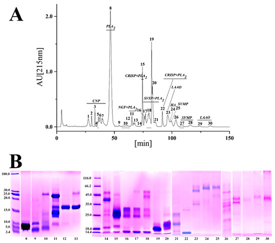 Differences between Two Groups of Burmese Vipers (Viperidae: Azemiops ...