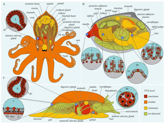 An Overview of the Anatomical Distribution of Tetrodotoxin in Animals