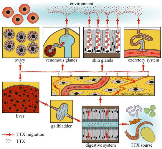 An Overview of the Anatomical Distribution of Tetrodotoxin in Animals