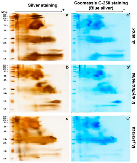 Two-Dimensional Blue Native/SDS Polyacrylamide Gel Electrophoresis for ...