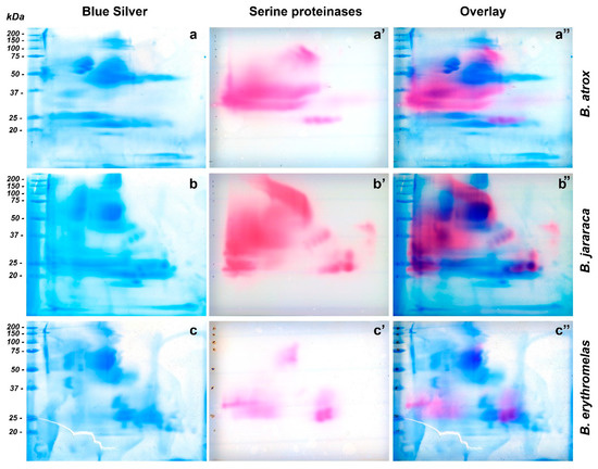 Two-Dimensional Blue Native/SDS Polyacrylamide Gel Electrophoresis for ...