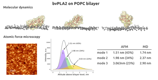 Toxins | Free Full-Text | sPLA2 Wobbles on the Lipid Bilayer between ...