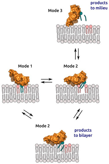 Toxins | Free Full-Text | sPLA2 Wobbles on the Lipid Bilayer between ...