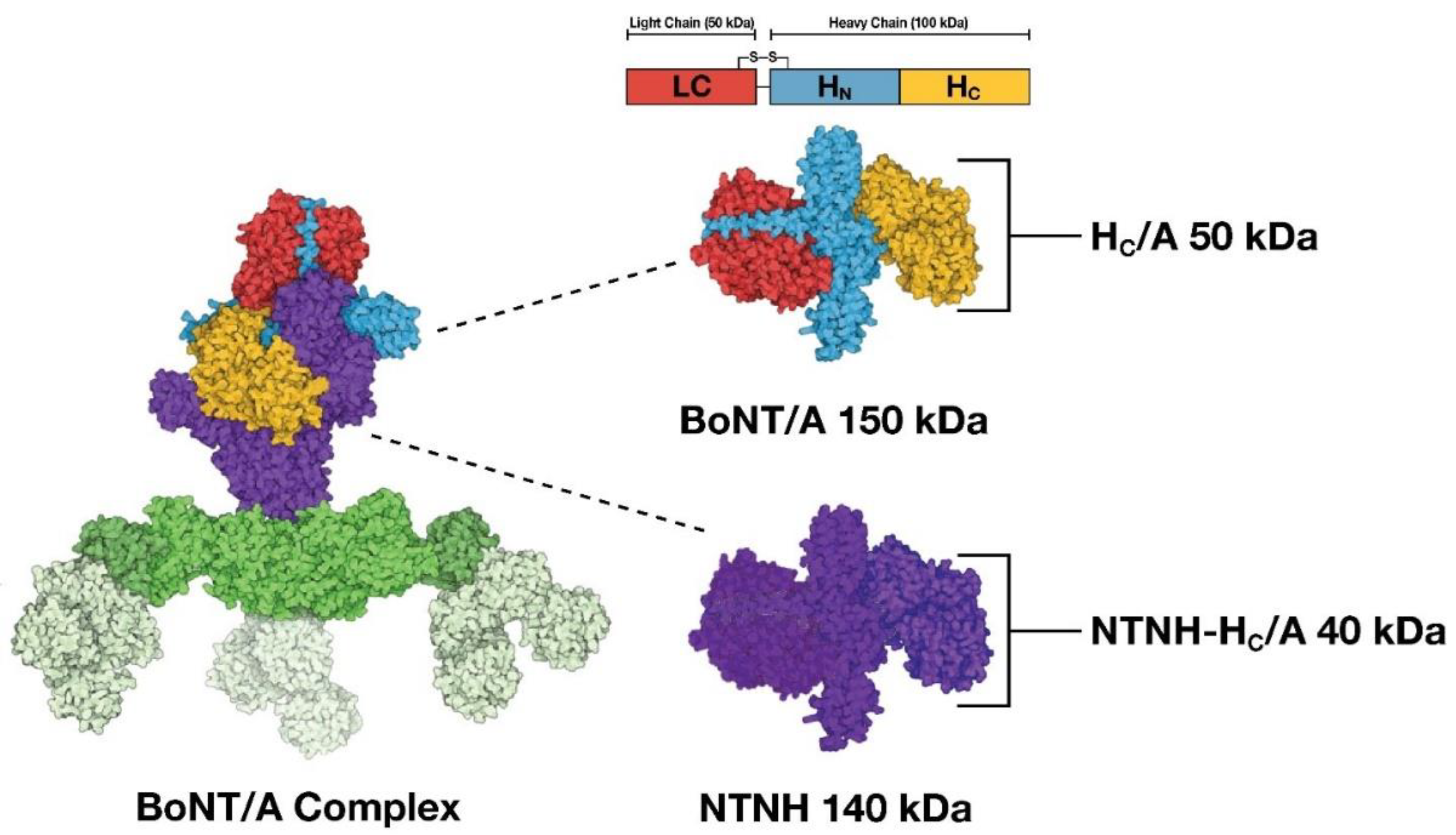 Botulinum Neurotoxin Type A Directly Affects Sebocytes and Modulates ...