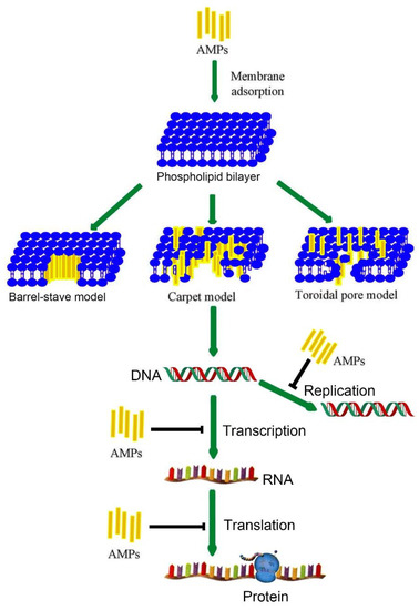 Peptides Isolated from Amphibian Skin Secretions with Emphasis on ...